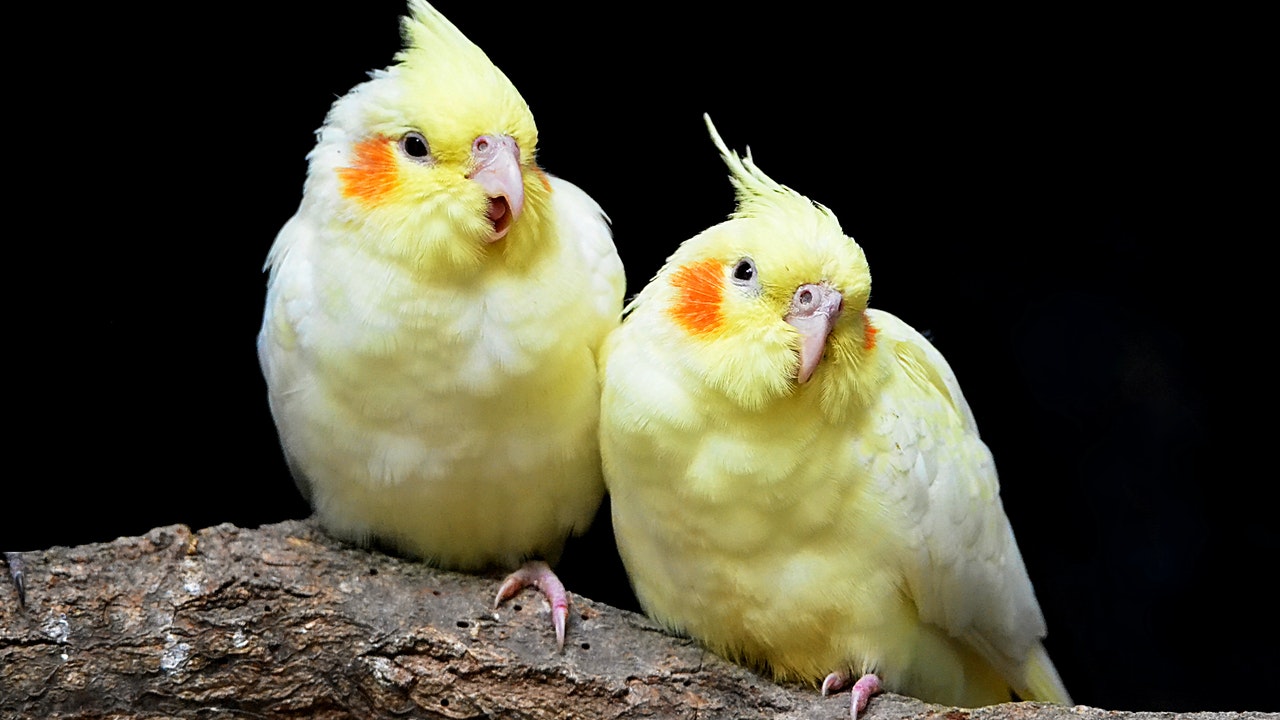 Calopsita sente frio? | 10 dicas para Proteger Calopsita do frio